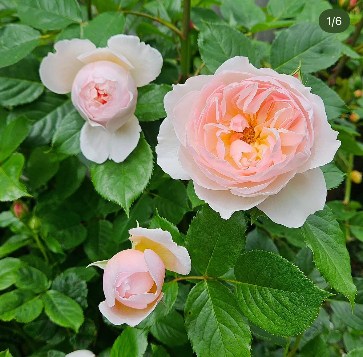 AUStwist – Mountain Home Roses