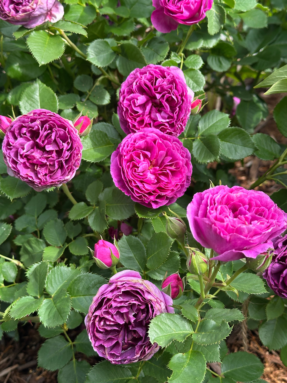 Minerv – Mountain Home Roses