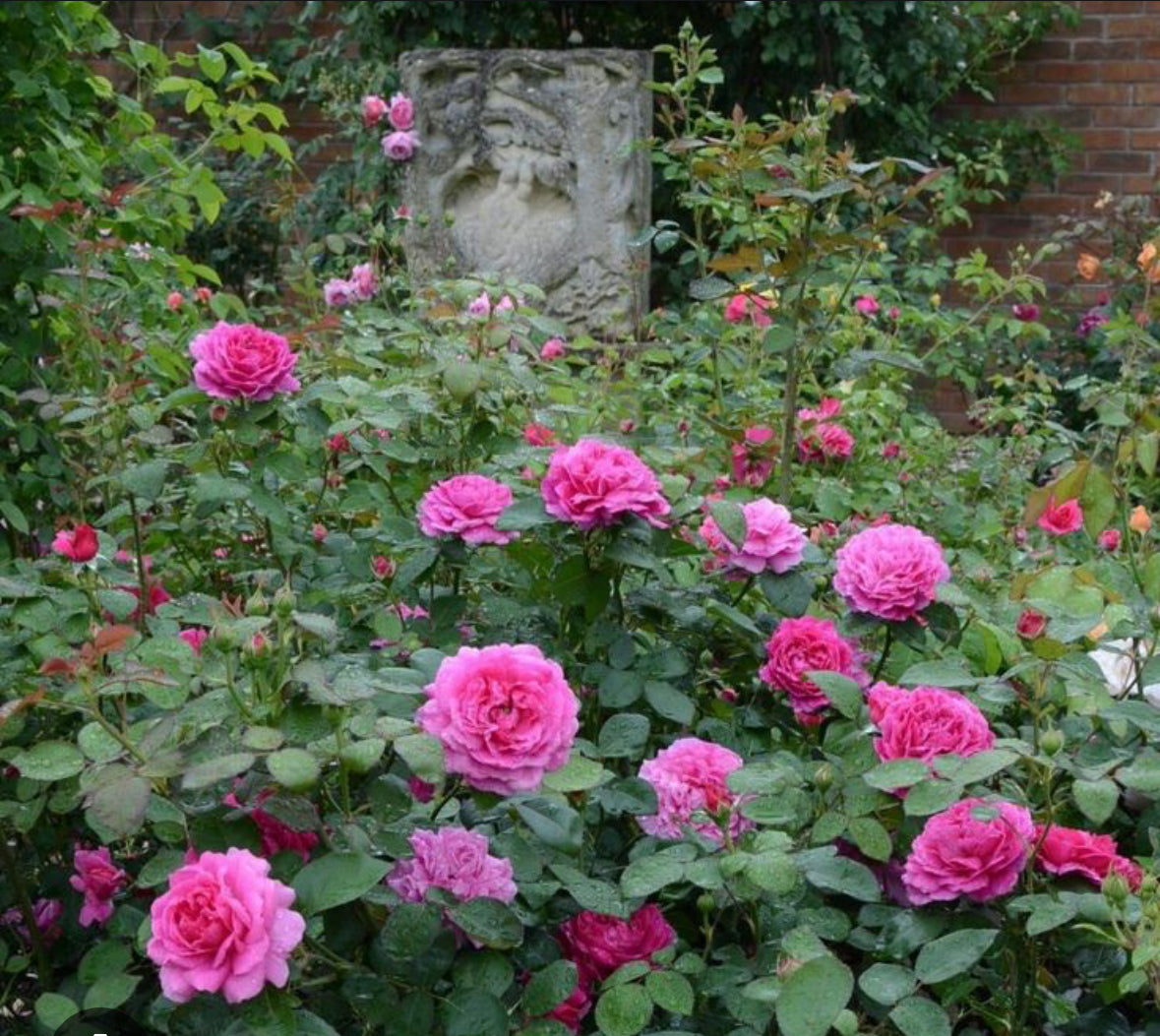 AUSway – Mountain Home Roses