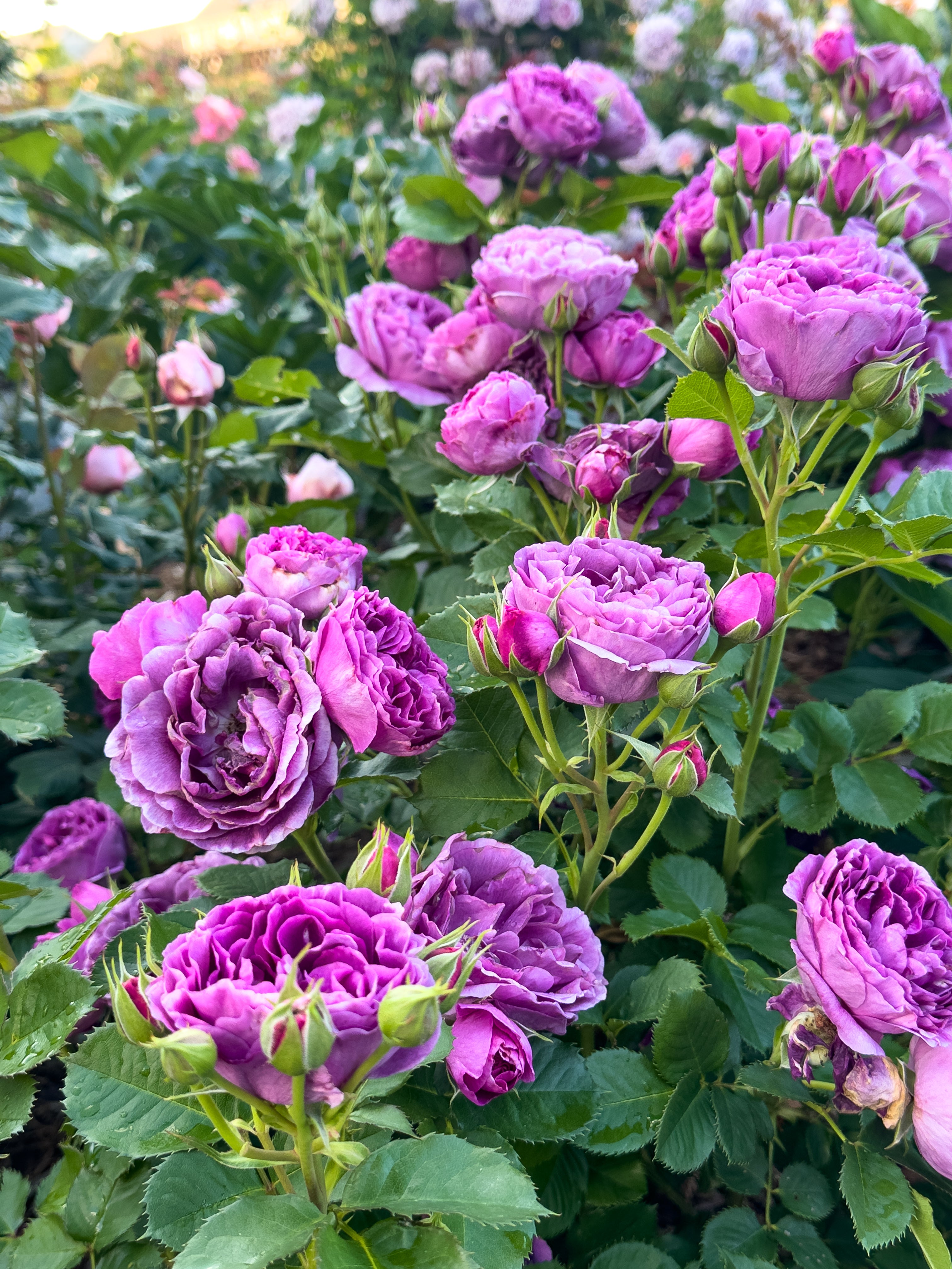 Minerv – Mountain Home Roses