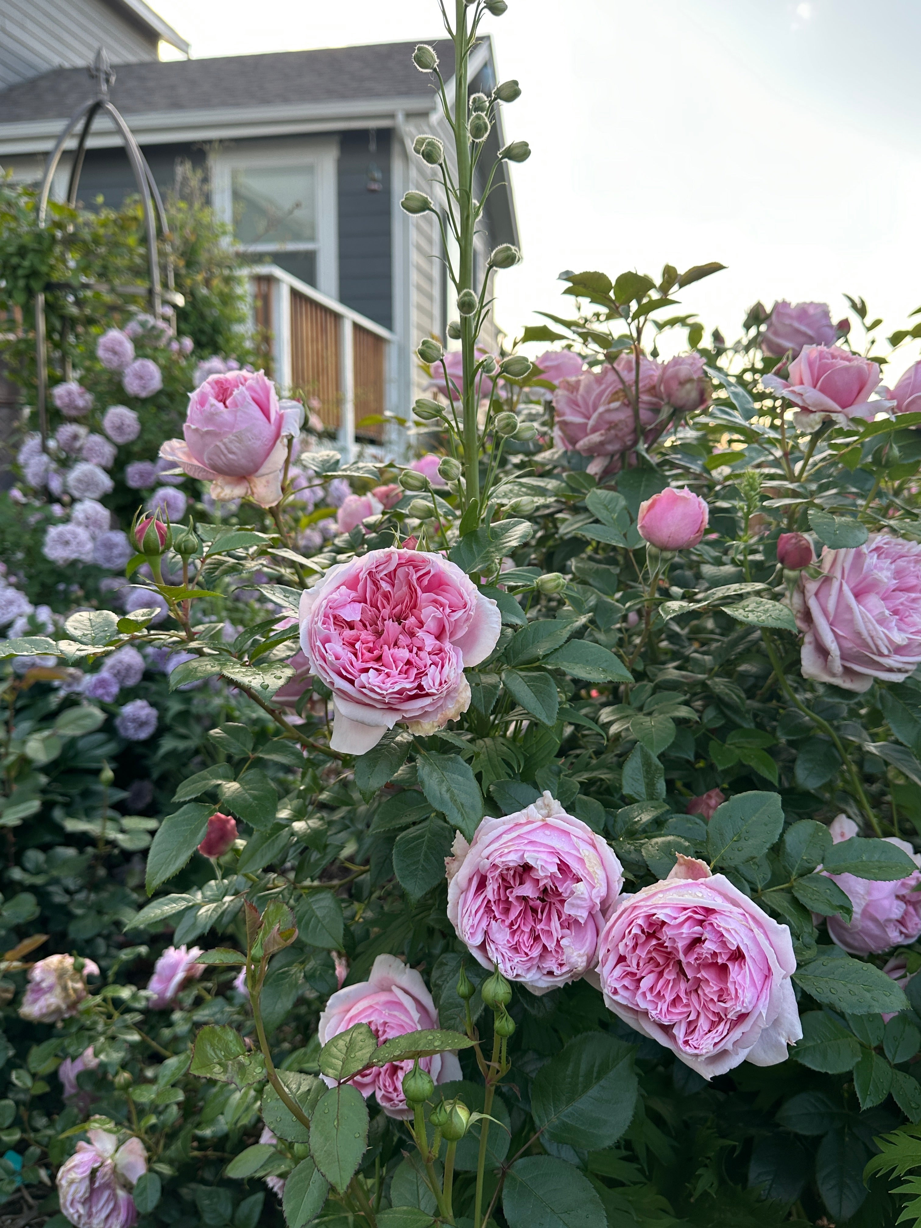 Fragrance Parlour – Mountain Home Roses