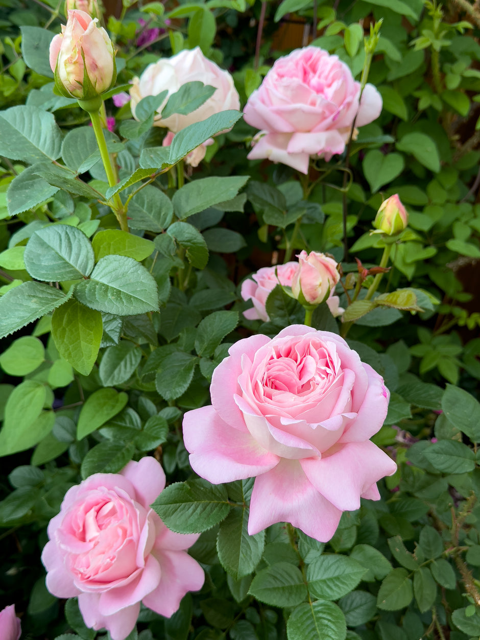 Products – Mountain Home Roses
