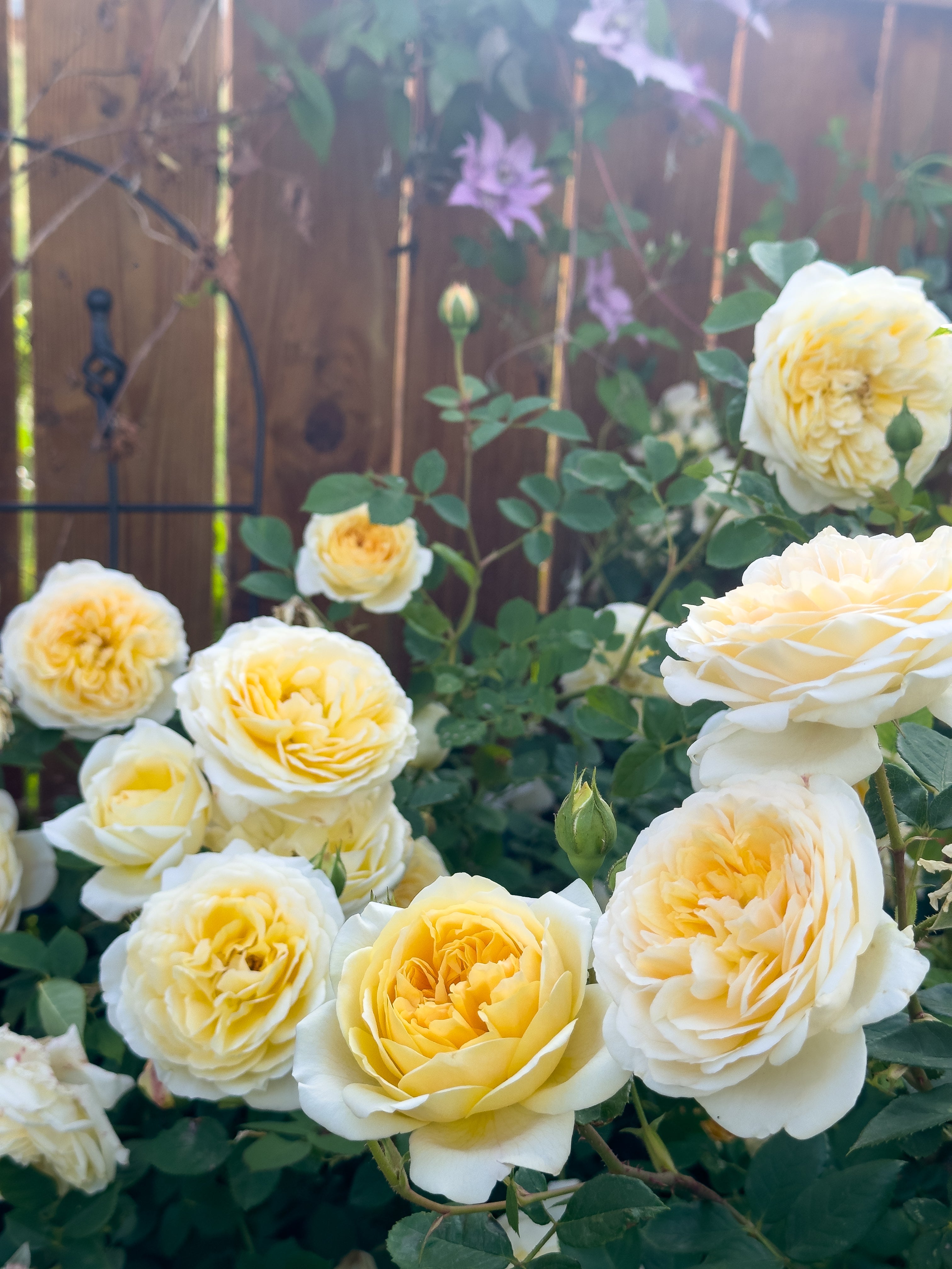 Products – Mountain Home Roses