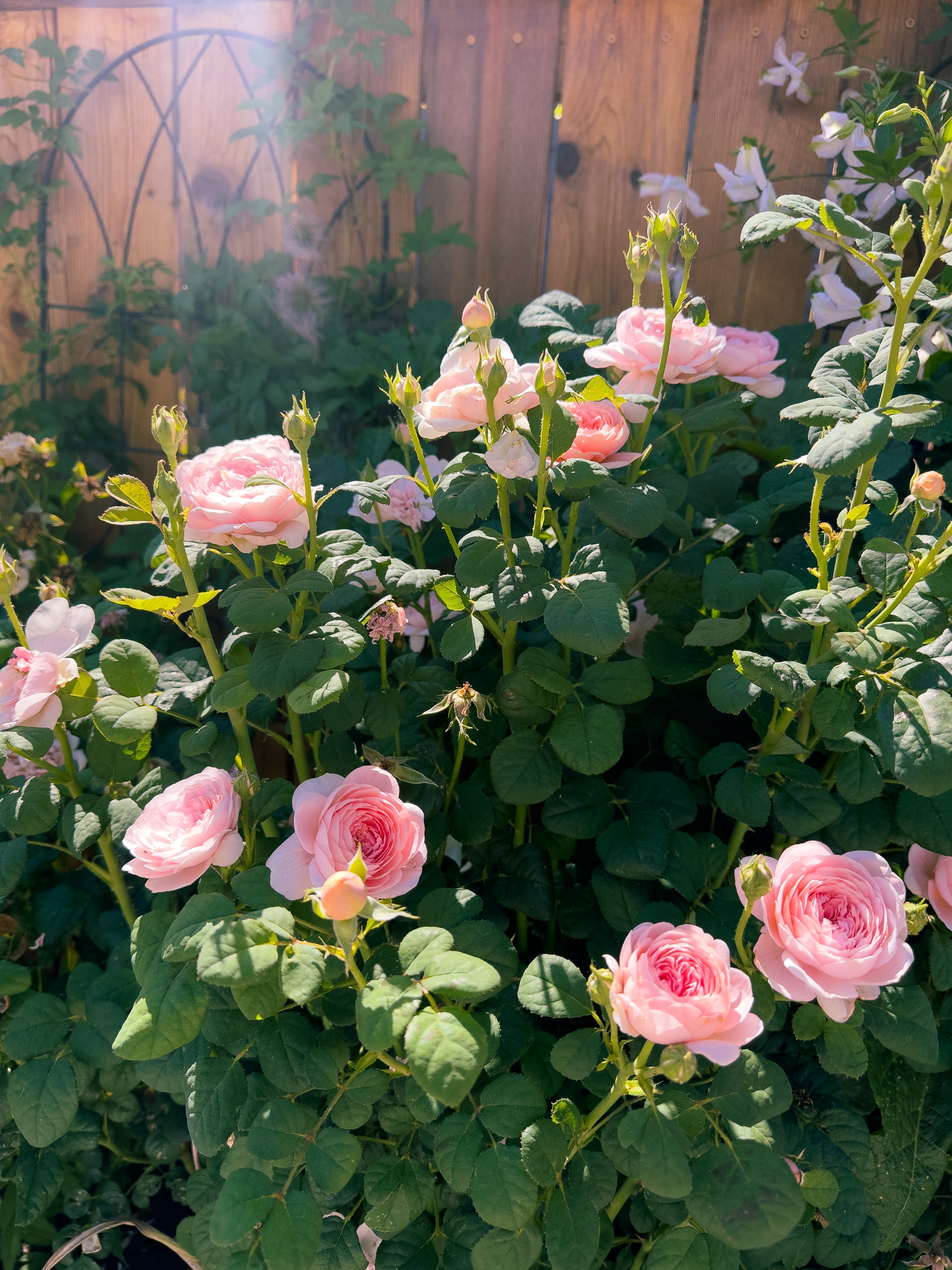 AUStiger – Mountain Home Roses