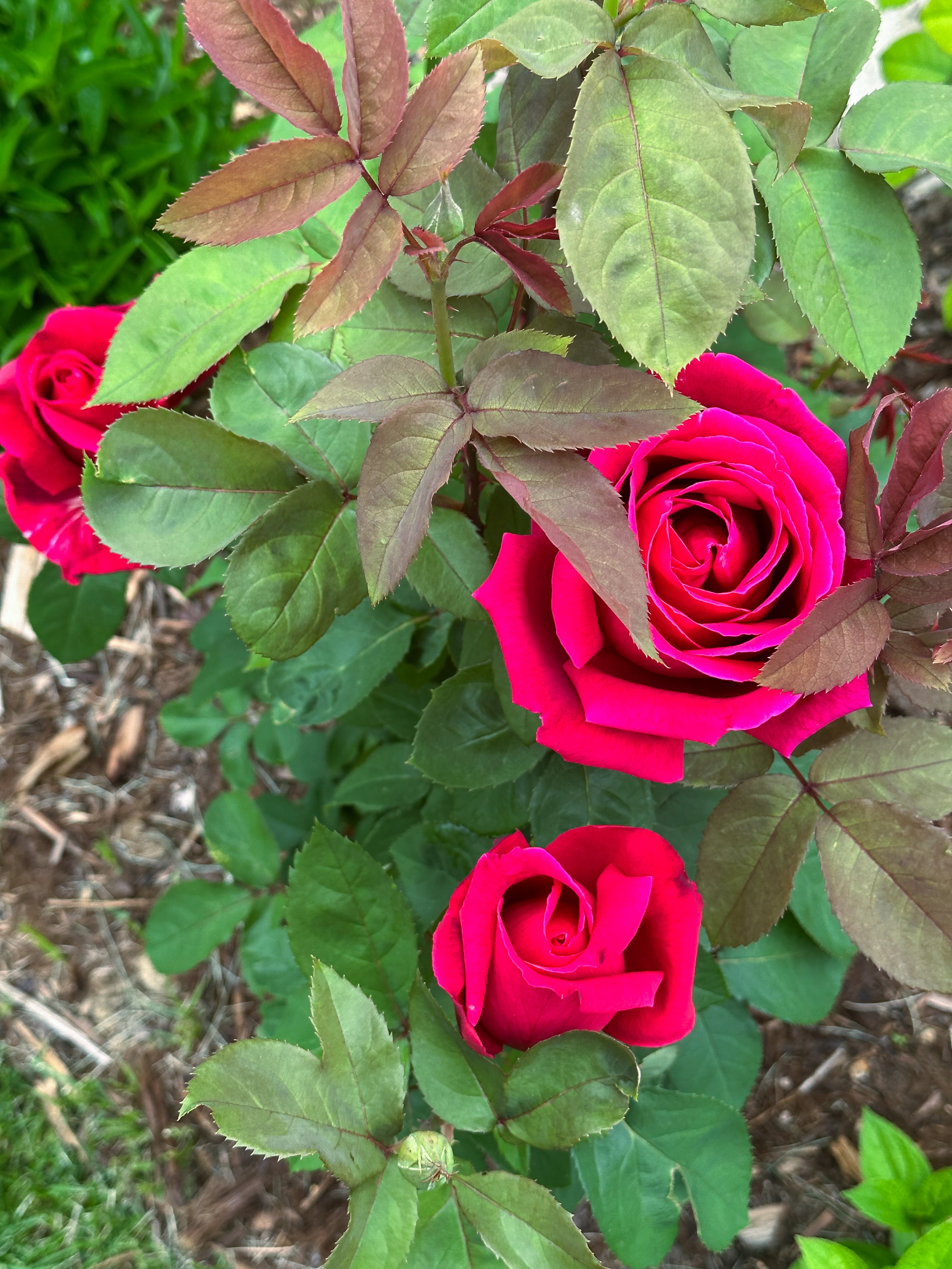 Chrysler Imperial – Mountain Home Roses