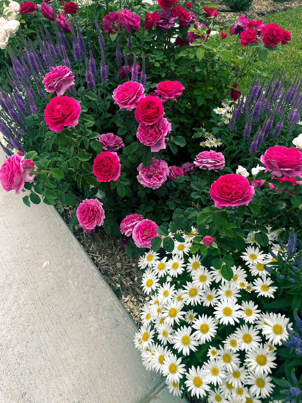 AUSlo – Mountain Home Roses