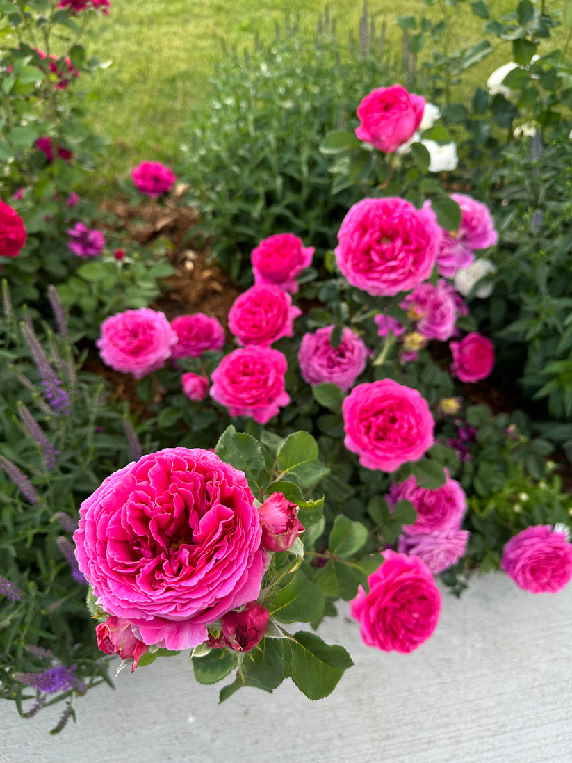 AUSlo – Mountain Home Roses