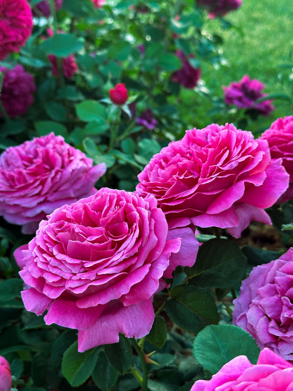 AUSlo – Mountain Home Roses