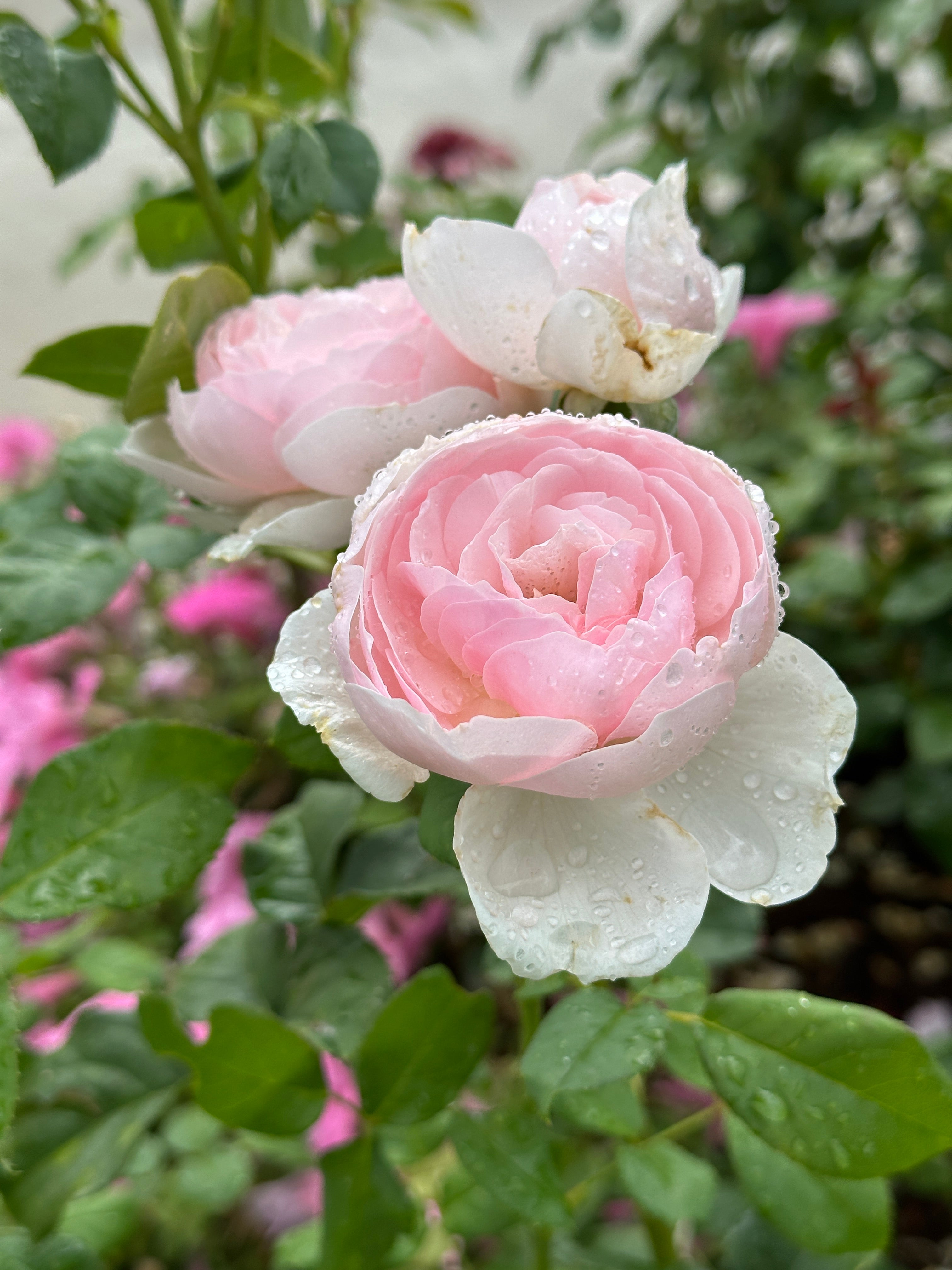 Products – Mountain Home Roses