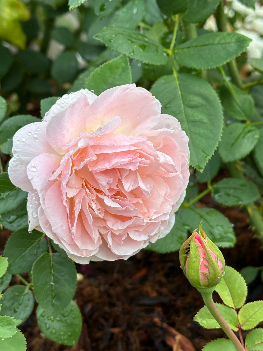 Products – Mountain Home Roses
